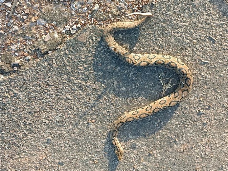 112 gave information to the snake catcher, then rescued and released in ...