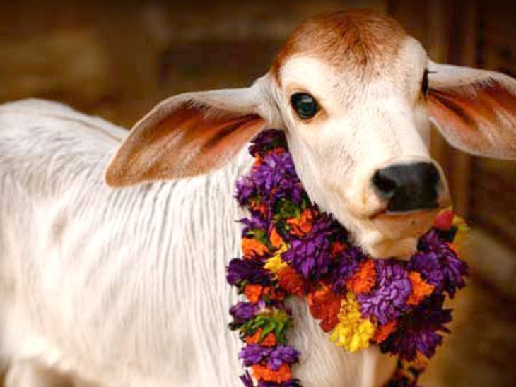 After the birth of Krishna, now the festival of cow worship: Gauvatsa ...