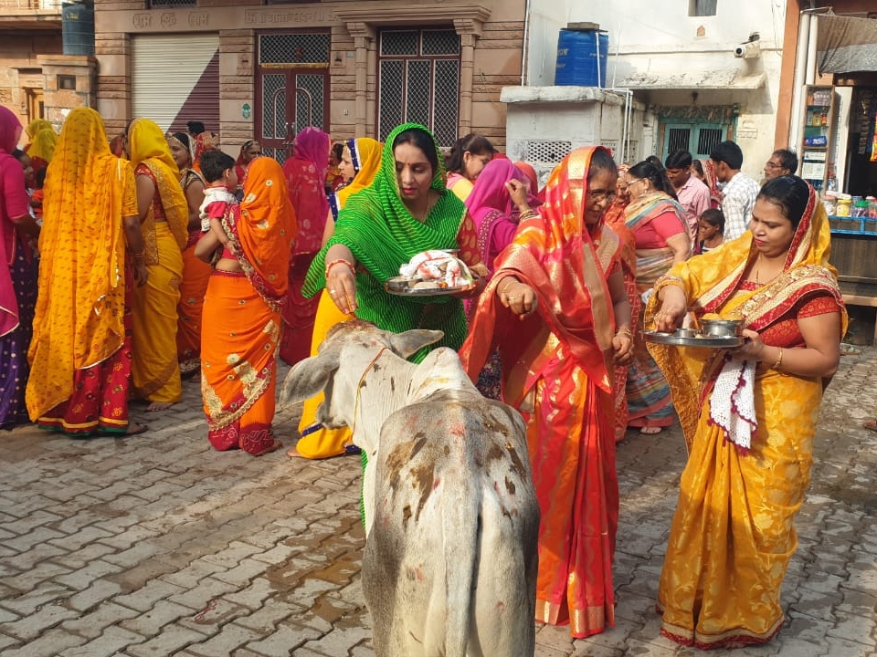 Women worshiped the calf of the cow, wishing for the son's long life ...