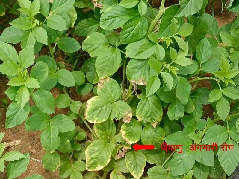 Bacterial blight attack on Guar crop in Bhiwani