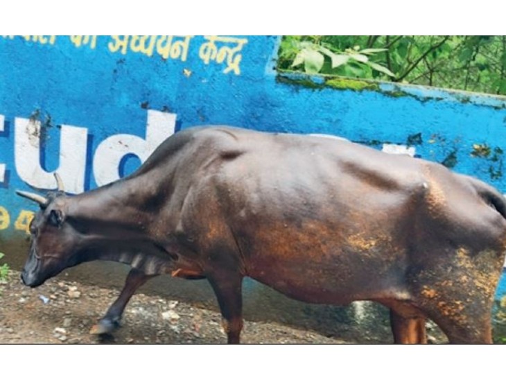 With lumpy in the cow, now the symptoms of hoof-mouth rage also ...