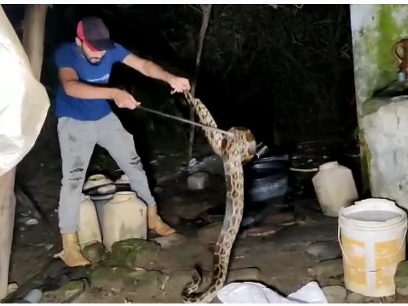 Ten feet python found in Betul's table, caught and left in the forest | बाथरूम में सांप देखकर ...