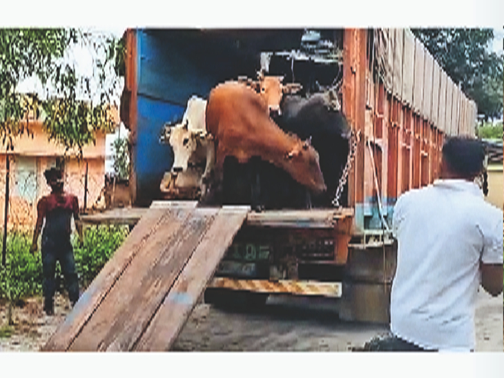 40 cattle rescued, two smugglers arrested, two absconding | लोदाम ...