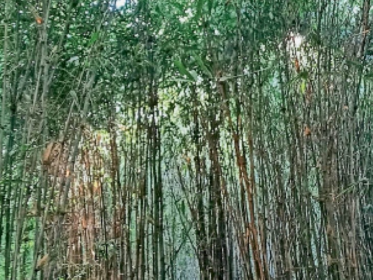 Bamboo trees more than 30 feet tall in 1000 feet high hills in Imloha ...