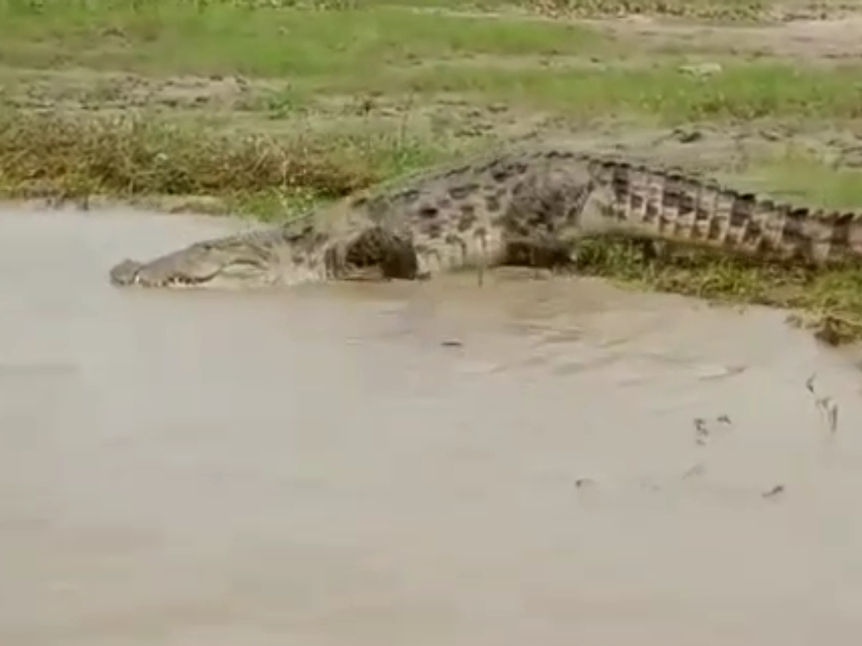 Crocodile seen for the sixth time near Awajipur village, panic among people | फतेहपुर में बढ़ा ...