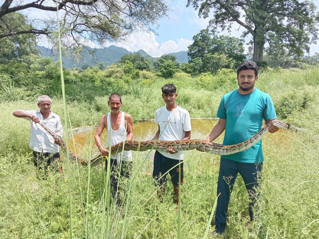 People were shocked to see the 30 KG and 15 feet python, the forest ...