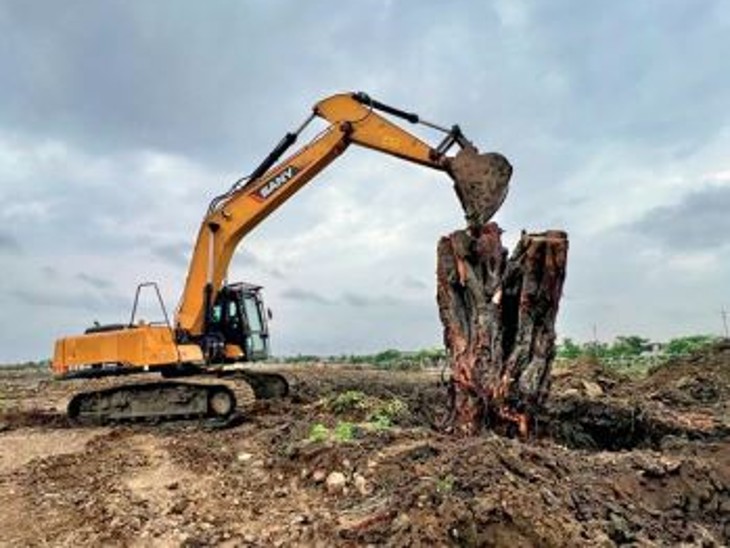 The trees of happiness burst in the 150-year-old tree that fell 54 days ...