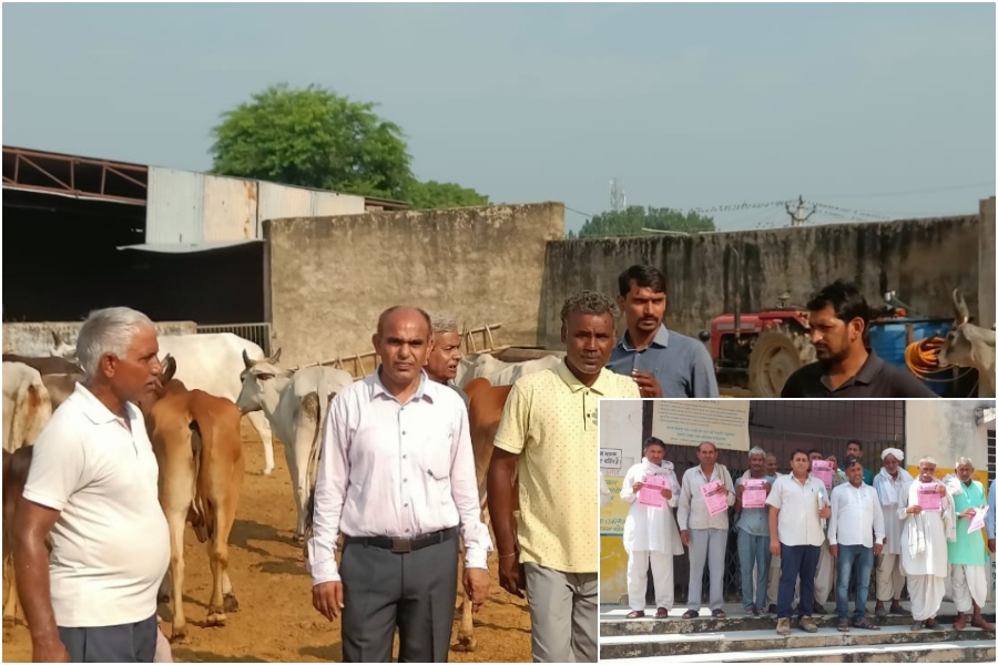 Animal Husbandry Department's campaign in Patan, five teams formed ...