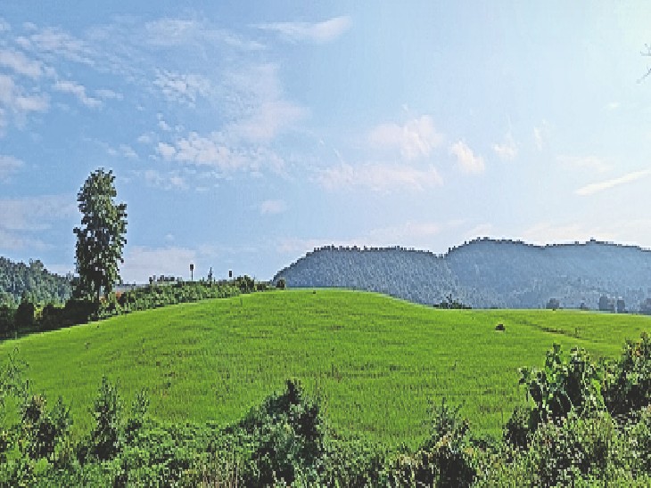Farming in more than 30 forest villages, this time the crop taken in 10 ...