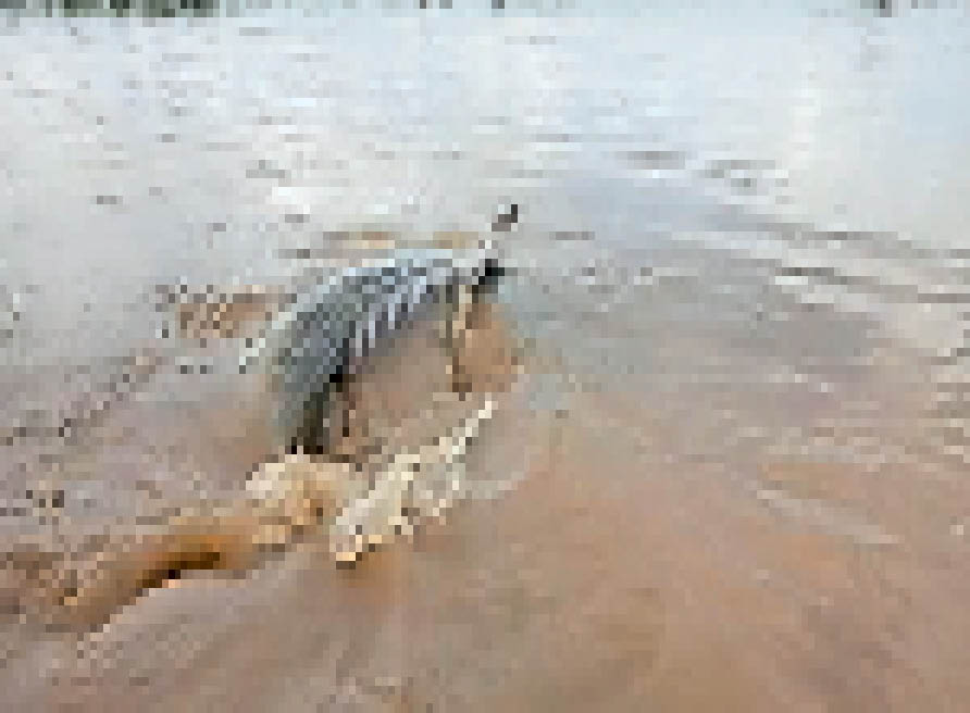1.8 meter long fish came in Chambal, there are many crocodiles here, it ...