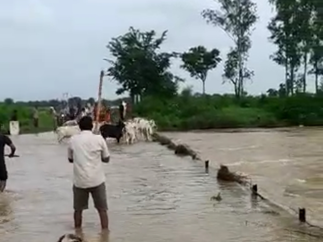 The poles surrounded the cows from both sides on the bridge, pushed ...