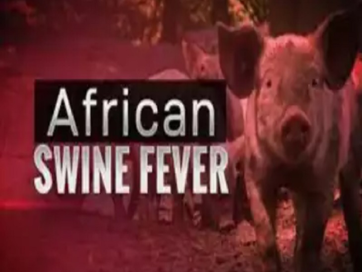 African swine fever in Patiala pigs,Many areas declared 'infected zones', | पटियाला के सूअरों ...