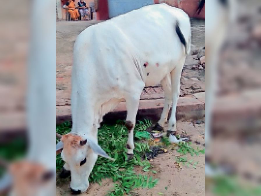 Symptoms seen in 6-7 animals of Paraua, farmers frightened by the ...