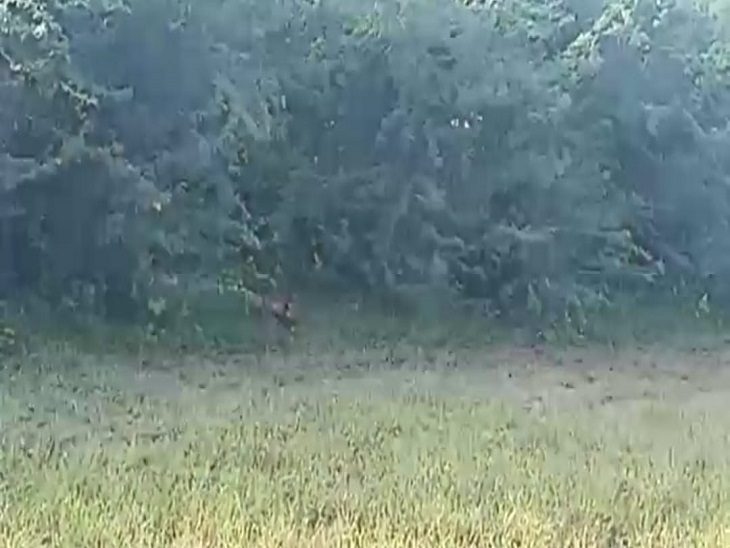 The forest department team drove away Jarakh after half an hour's ...