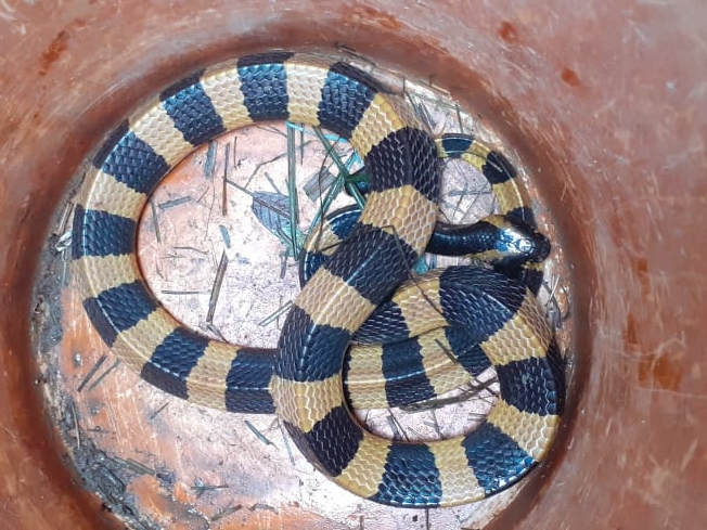 An extinct species of snake found in Bagaha, Banded krait is included ...