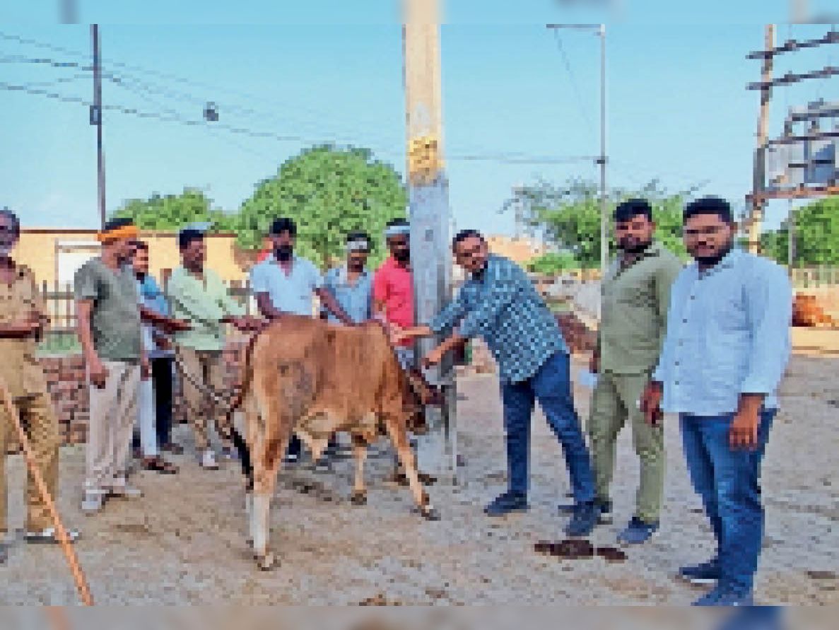 208 new infected animals were found in a day, 18 died | लंपी वायरस: एक ...