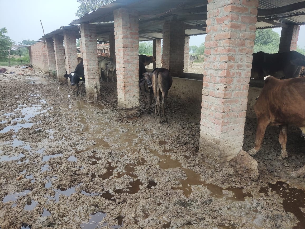 Cows dying in swamps and mud, no place for animals to sit | पट्टी में ...