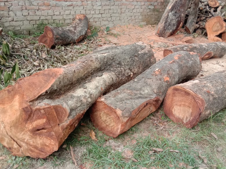 Green jamun tree cut down with the connivance of forest workers ...