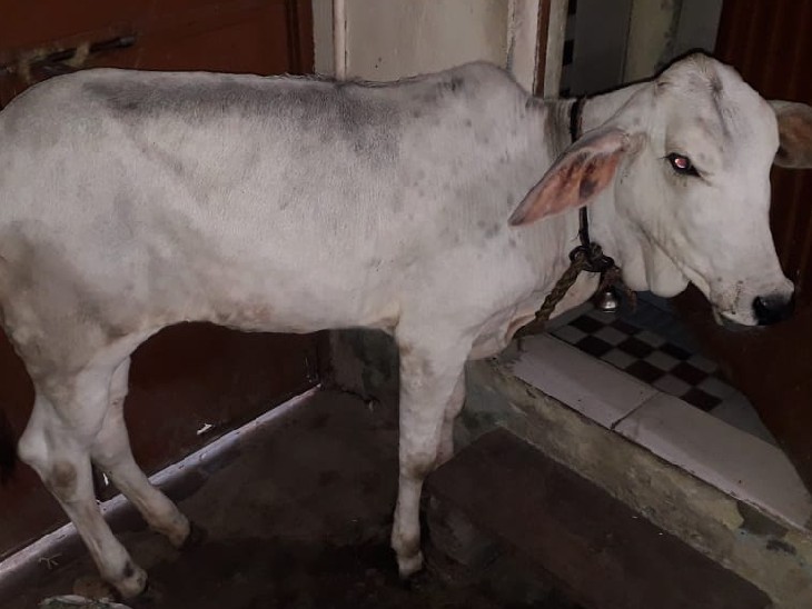 पशुपालकों को दूसरे जिले से पशुओं की खरीद न करने के निर्देश | The first ...