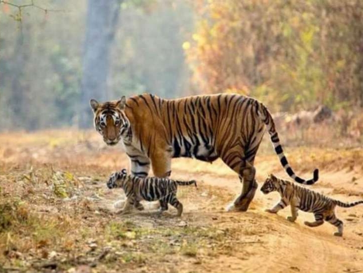 Earlier the number of tigers was 6, now the number of tigers has ...