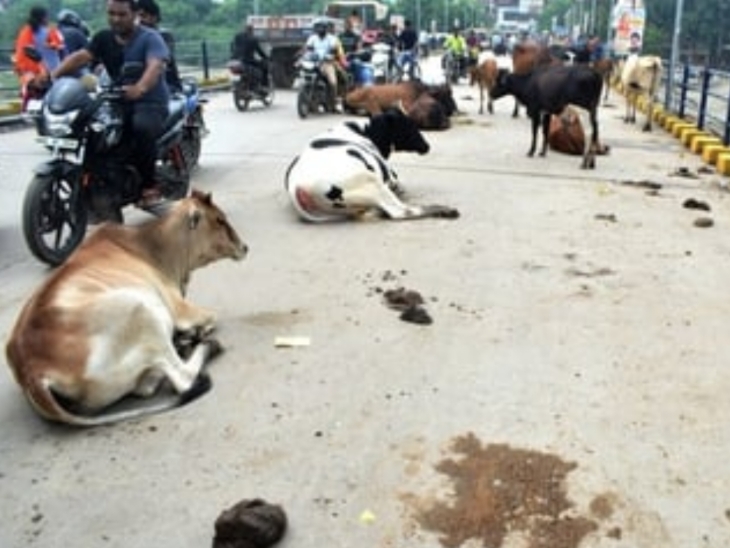 Animal shelter centers will be opened in 25 acres, : Land being ...