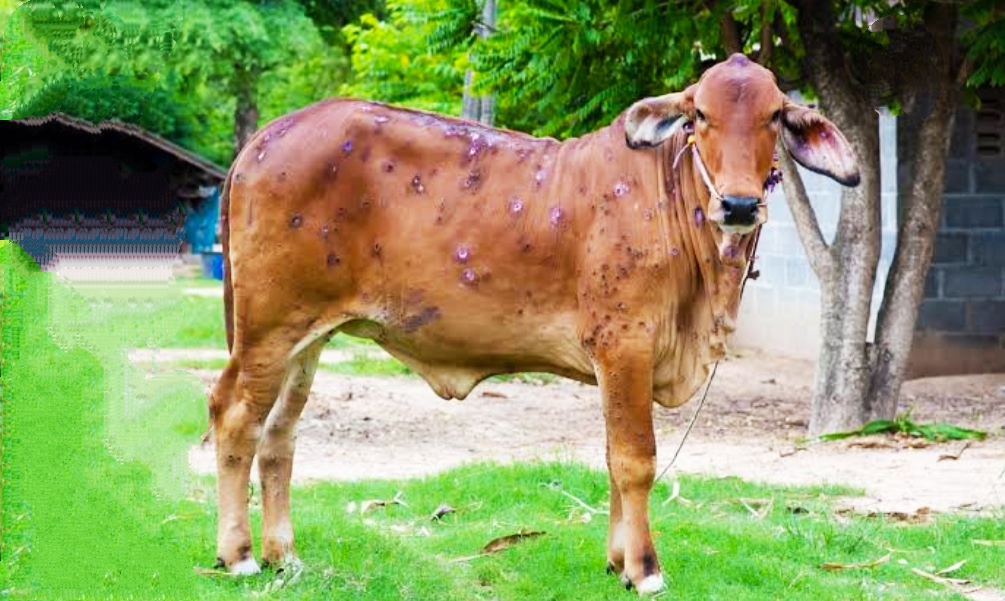 More than 4 thousand animals got infected in the district, containment ...