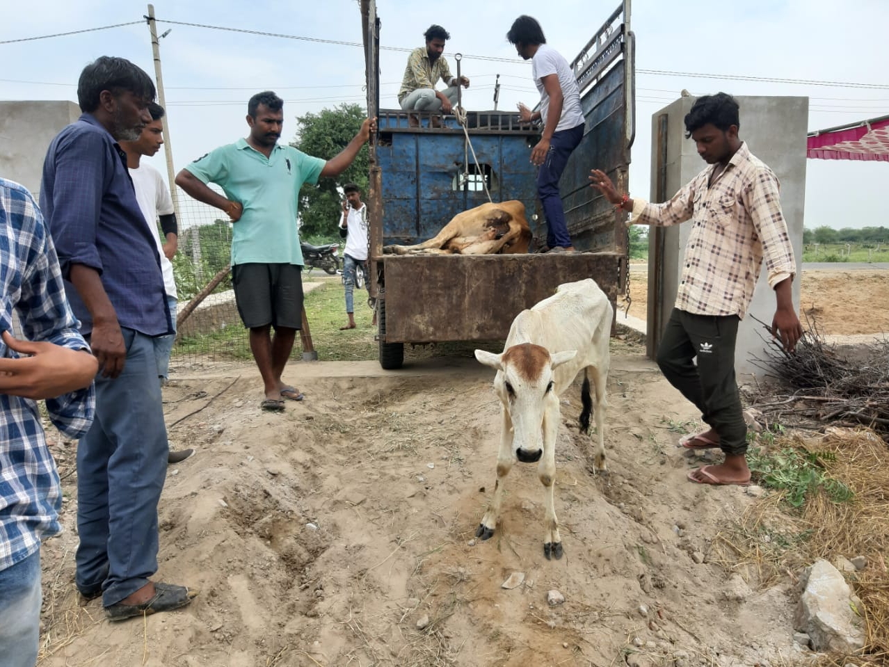 The service of cows is being done by the youth, SDM assured to improve ...