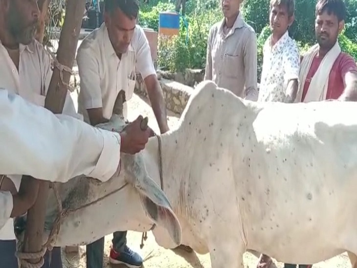Symptoms found in 74 animals in Malarna Dungar subdivision | लंपी वायरस ...