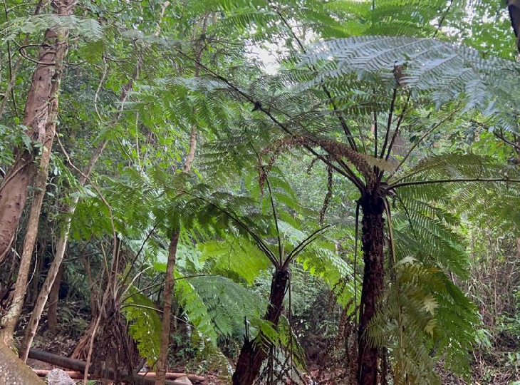 Here vegetarian dinosaurs used to eat tree fern leaves, drank water ...