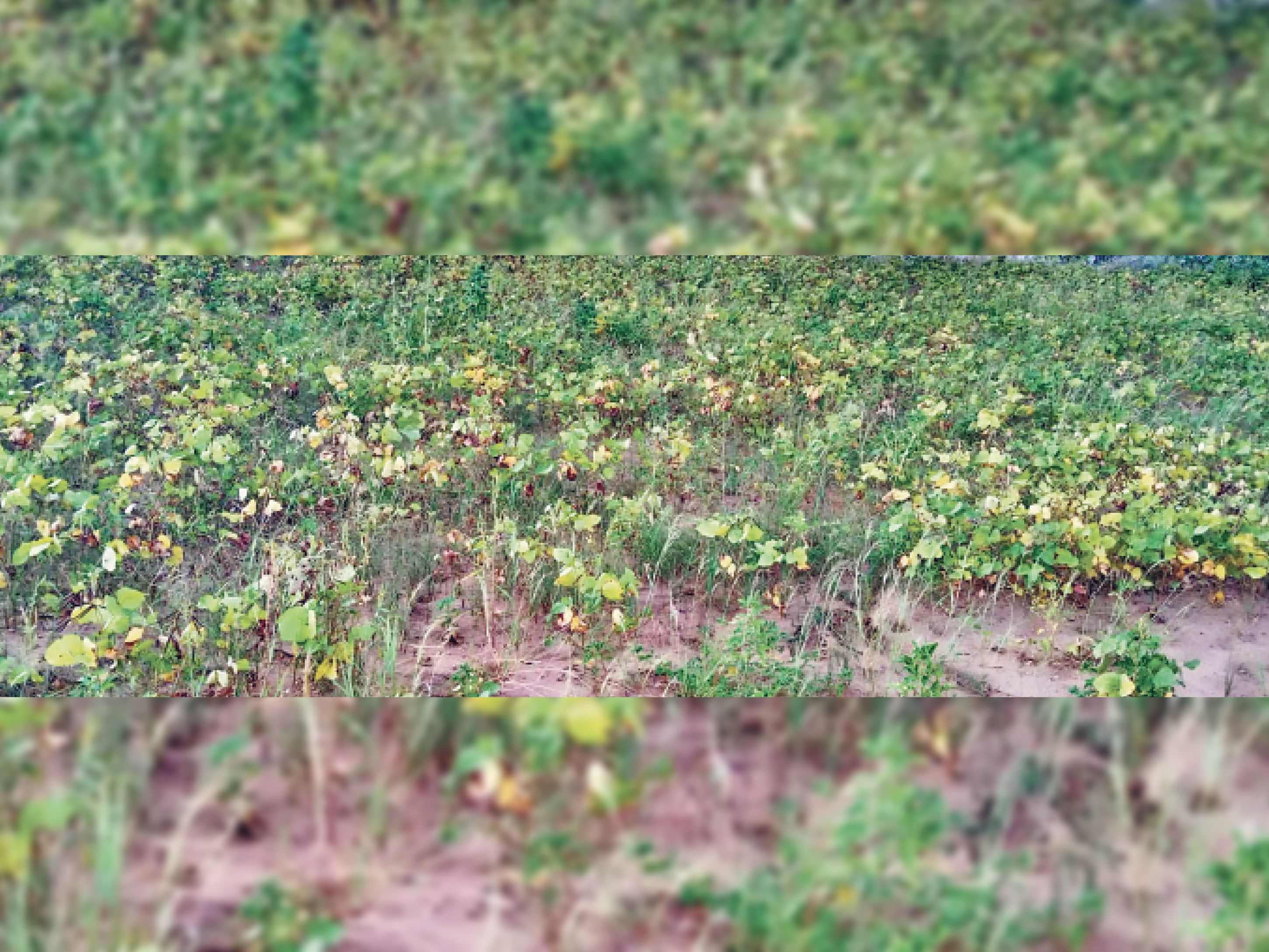 No rain for a month, crops scorched; 1.20 lakh quintal of moong. And ...