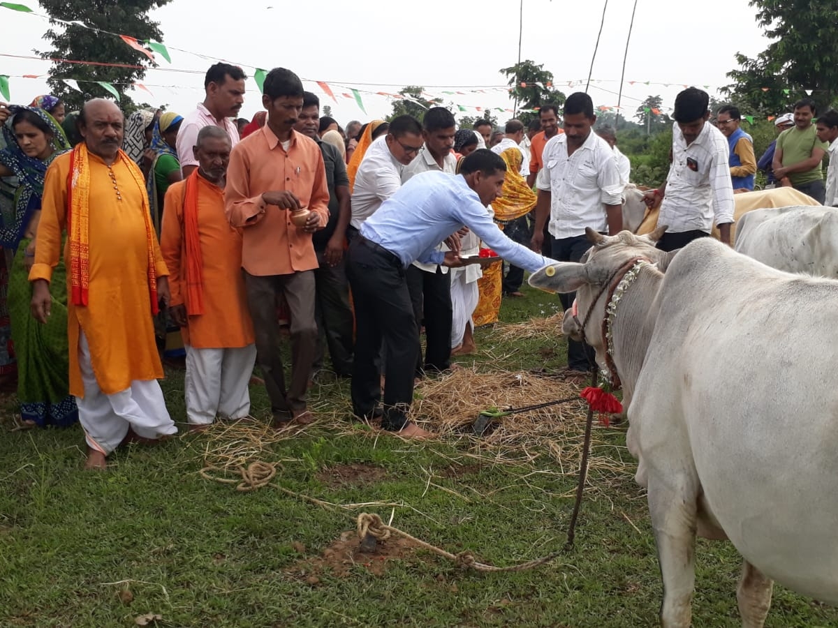 After worshiping the cow in Paraswada, entered the cowshed | बालाघाट ...