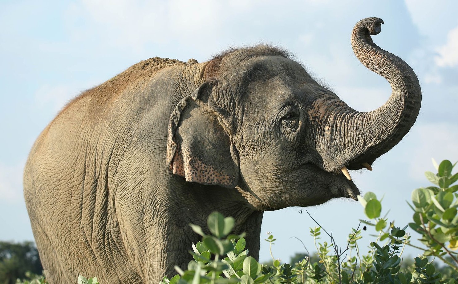 Unique initiative of Mathura's organization, people from all over the ...