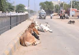 Stray animals become trouble, there is always the fear of accident ...