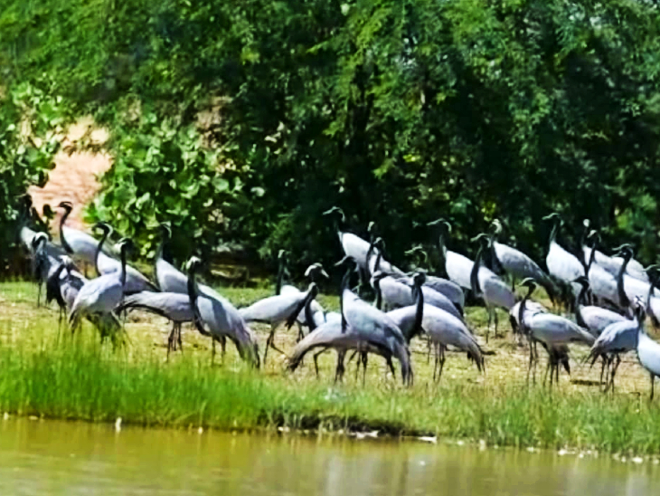 Kurja birds will stay in Jaisalmer for 6 months from Central Asia ...
