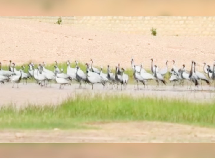 Kurja birds will stay in Jaisalmer for 6 months from Central Asia ...