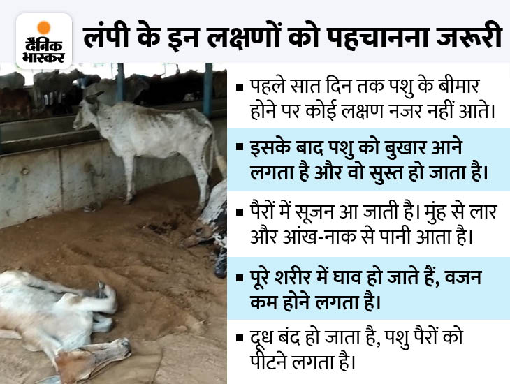 UP - Lampi Virus Attack - Immune belt will be made on the lines of ...