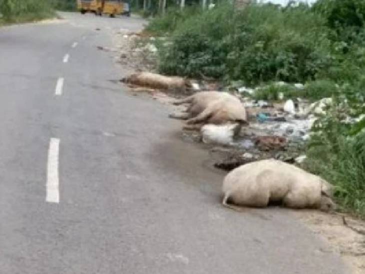 More than 100 dead pigs found in military form in Cantt area, many ...