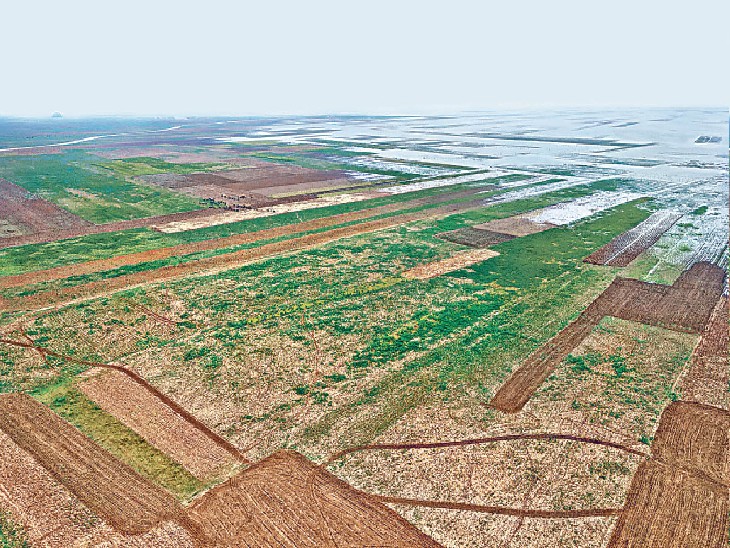 Drought crisis: This time in Bihar's pulse bowl, the yield will be less ...