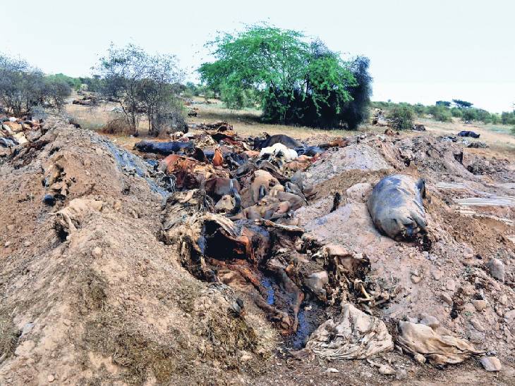The sand cast in the day, the carcasses of the cows buried by digging ...