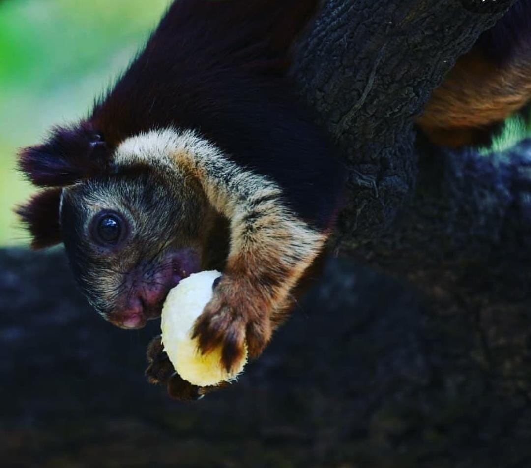 Number of rare species of squirrel increased in STR, tourists are ...