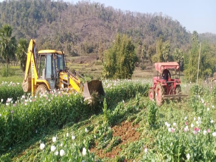 Statistics are giving testimony, opium free Chatra campaign is showing ...