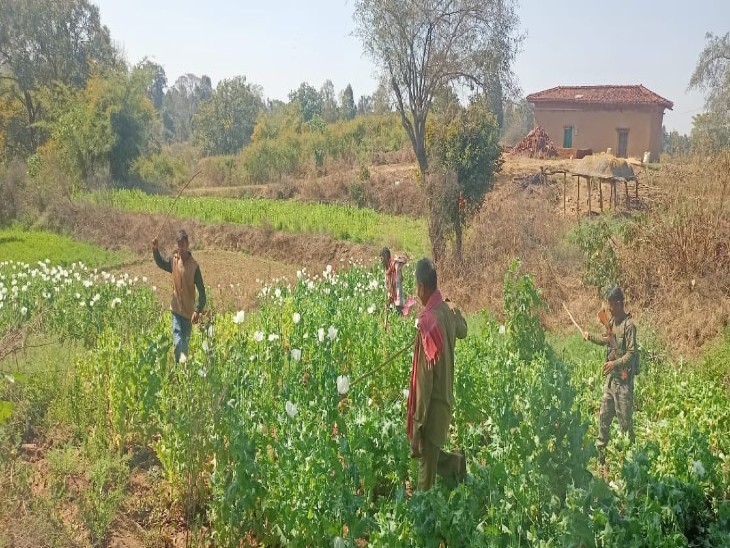 Statistics are giving testimony, opium free Chatra campaign is showing ...