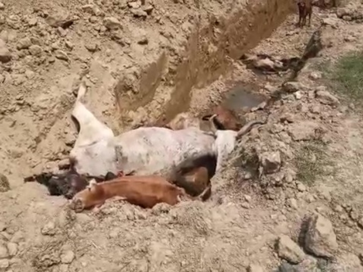 Animals are buried by digging a deep ditch, the whole village is ...