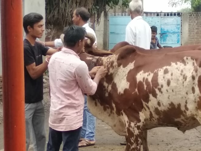 Sampling of suspicious animals started, control room built, there are ...