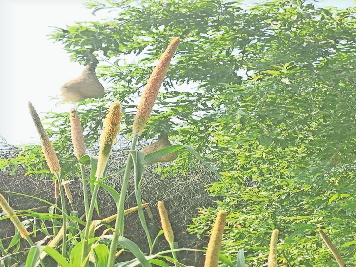 Bajra crop reached thirteen feet equal to Baya's nest, with bumper ...