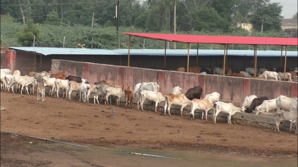 115 cows have lost their lives, 3434 cows are suffering from lumpy ...