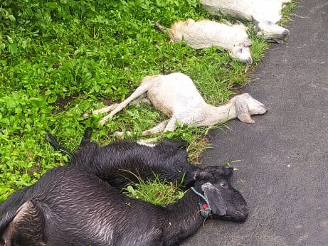 5 five goats died due to being hit | टकरावदा गांव में आकाशीय बिजली गिरी ...