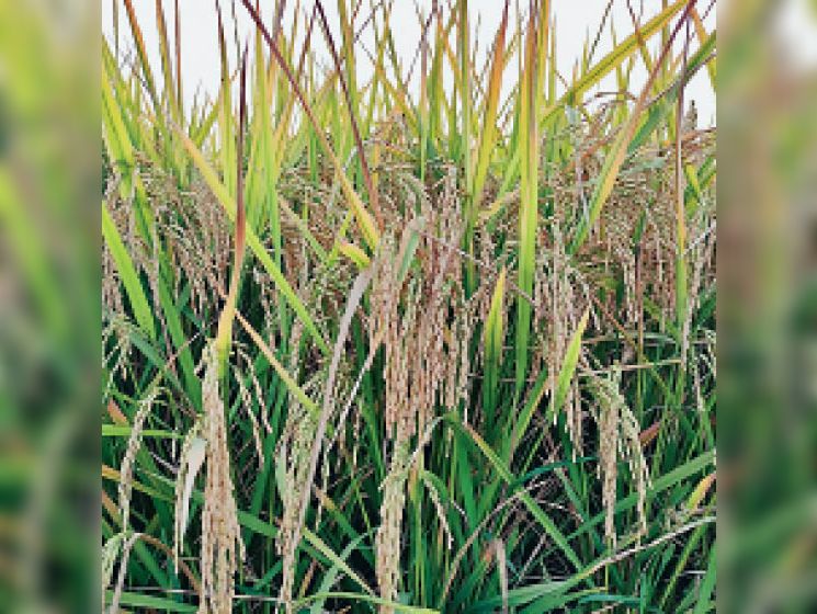 Thick variety of paddy is ready after ripening in the fields, arrival ...