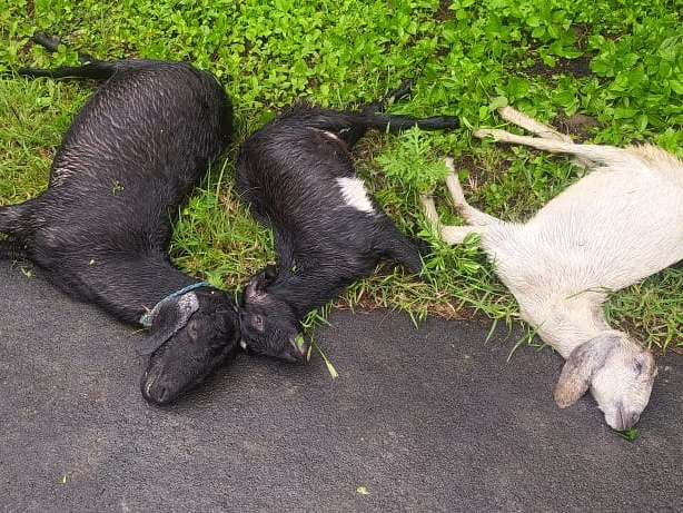 5 five goats died due to being hit | चपेट में आने से 5 पांच बकरियों की ...