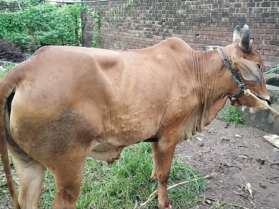 Symptoms of virus seen in more than 50 cattle in village Surva of ...
